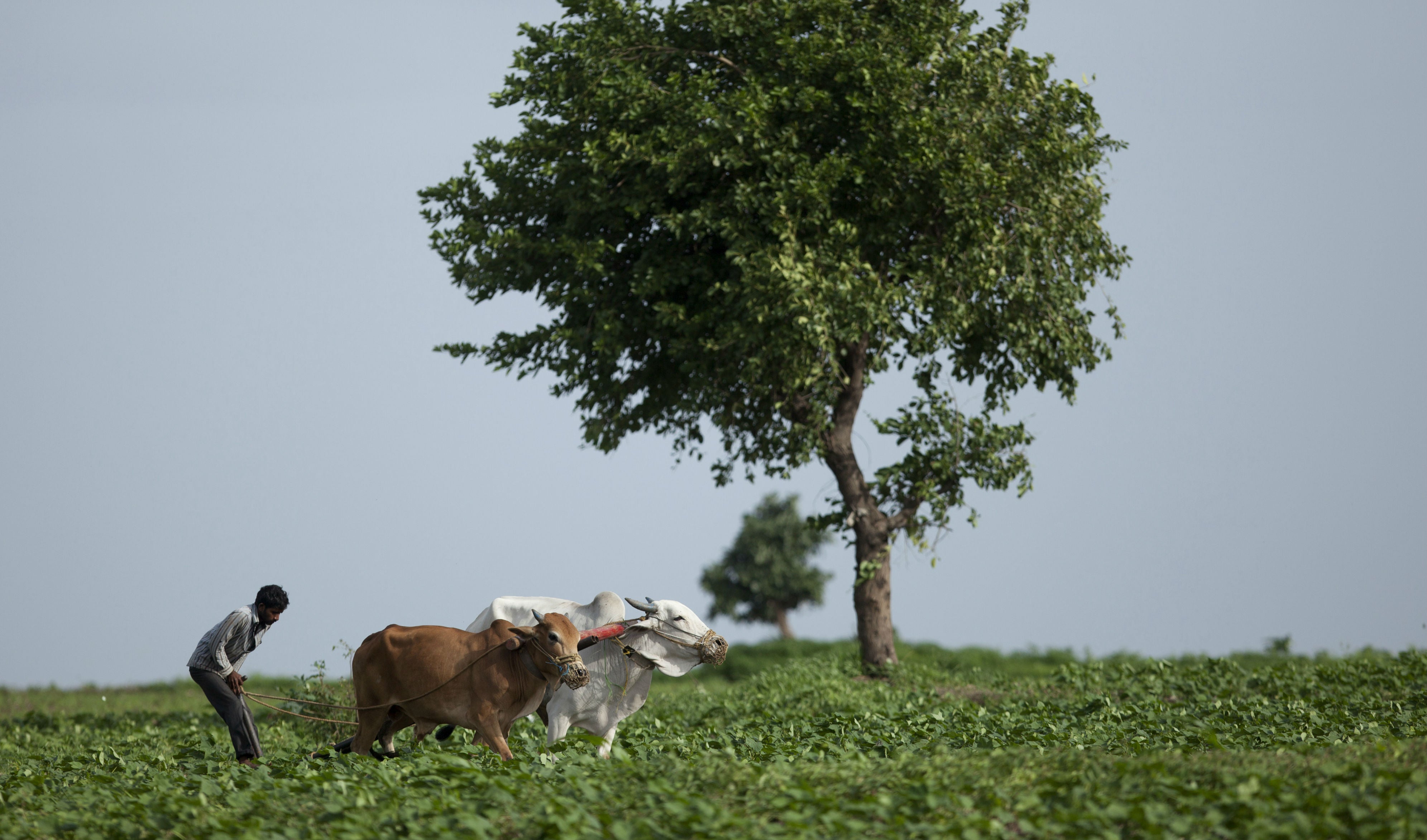 Farmer Suicides Rise in India as Climate Warms, Study Says | The Weather Channel