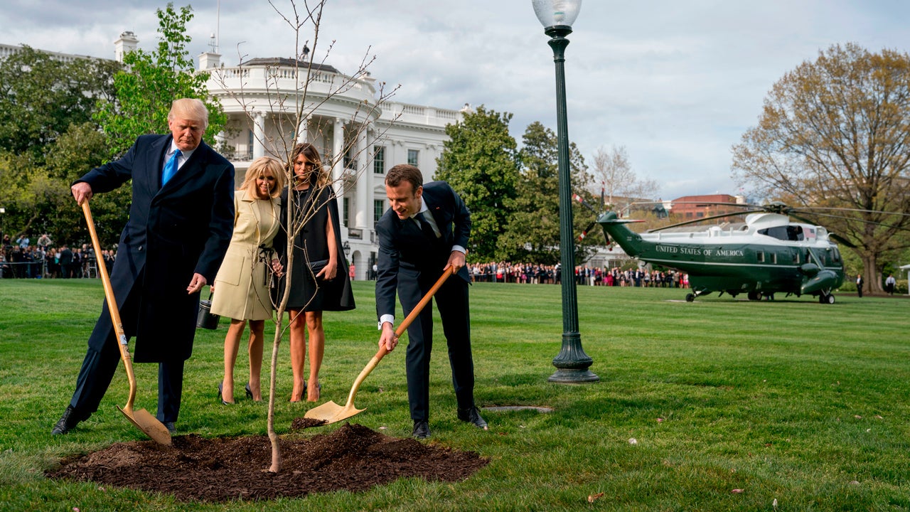 Here's Why Macron's Gifted Oak Tree Was Removed from White House Lawn ...