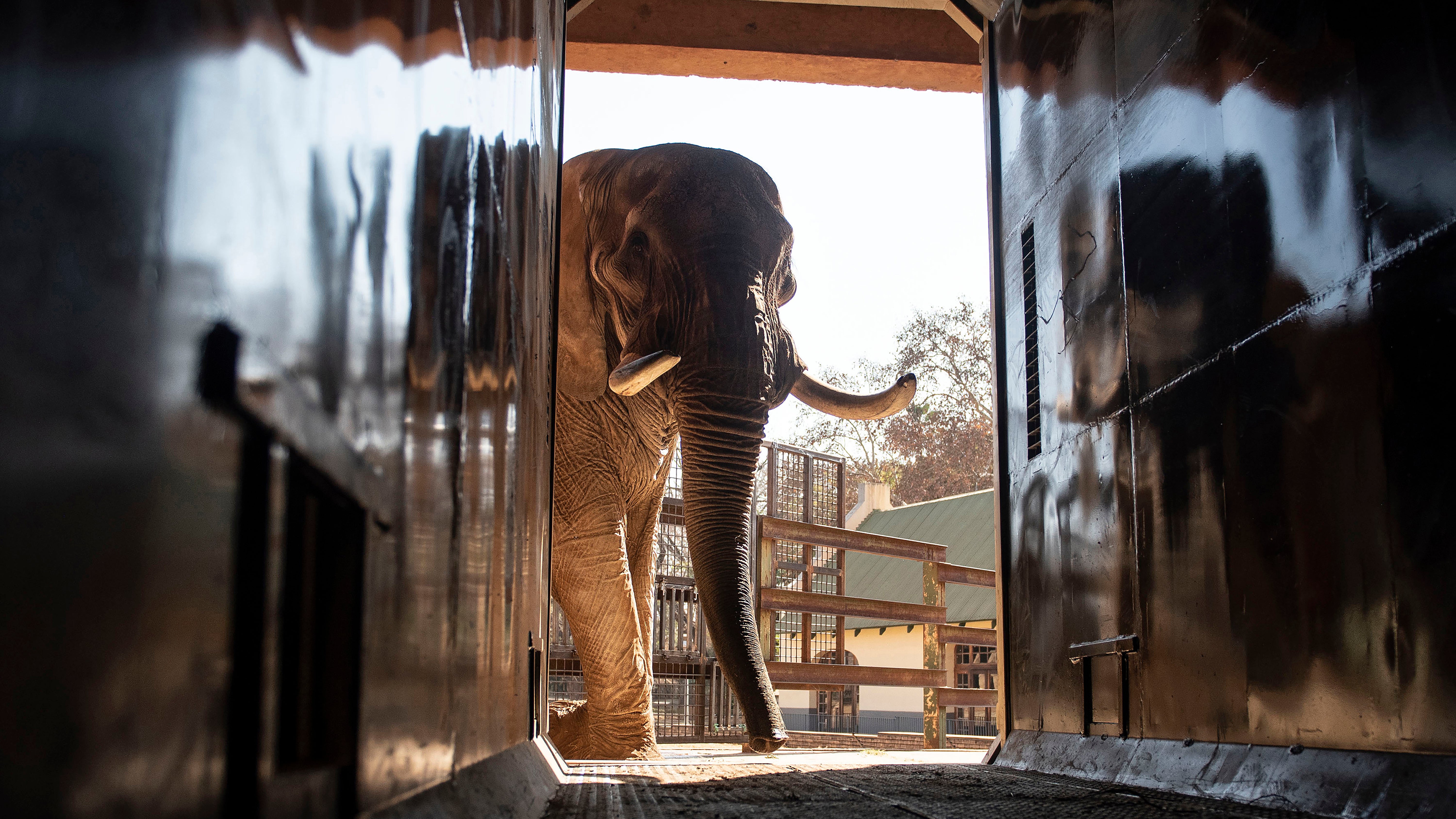 Movers Transport Elephant 120 Miles To A New Home | Weather.com