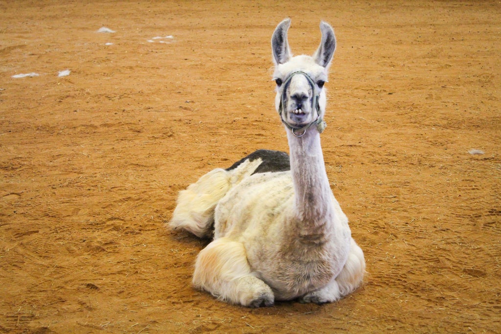 World’s Oldest Llama Helps Chronically Ill Kids | Weather.com
