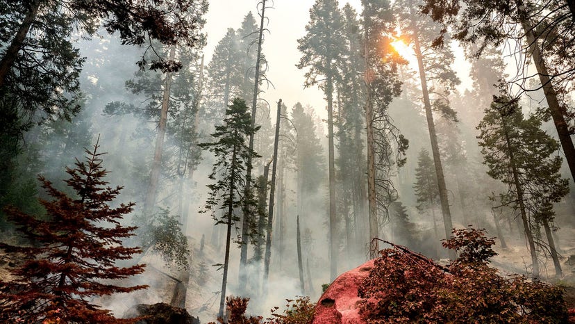Garnet Fire Burns Through Giant Sequoia Grove | Weather.com