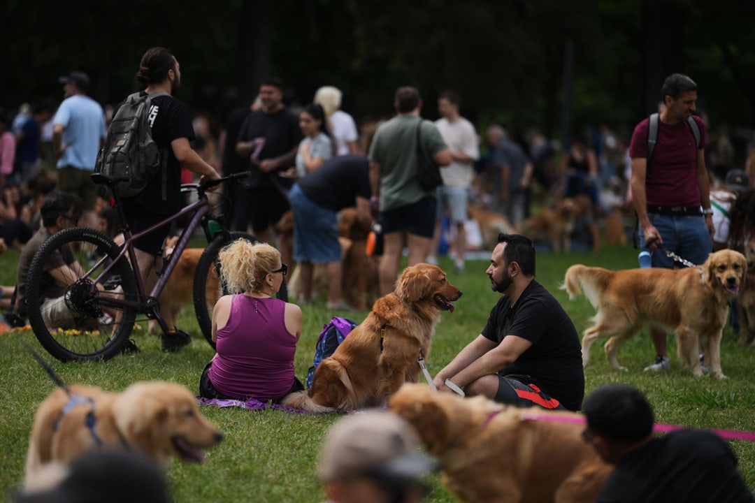 Record-Breaking Golden Retriever Gathering Lights Up Buenos Aires ...