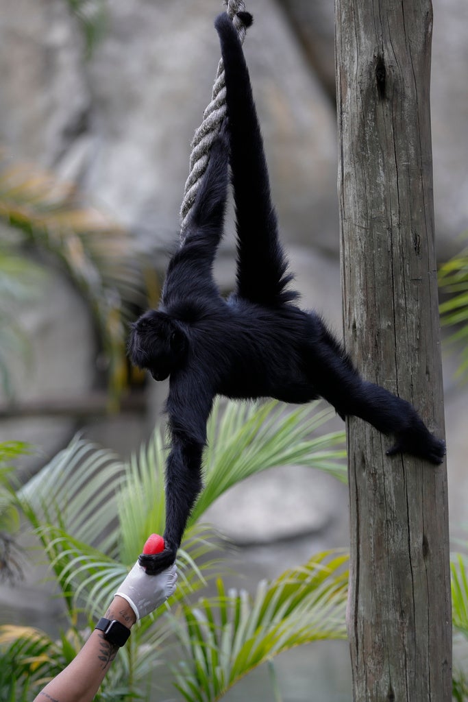 Zoo Animals Get Popsicles As Rio De Janeiro Faces Scorching Summer ...