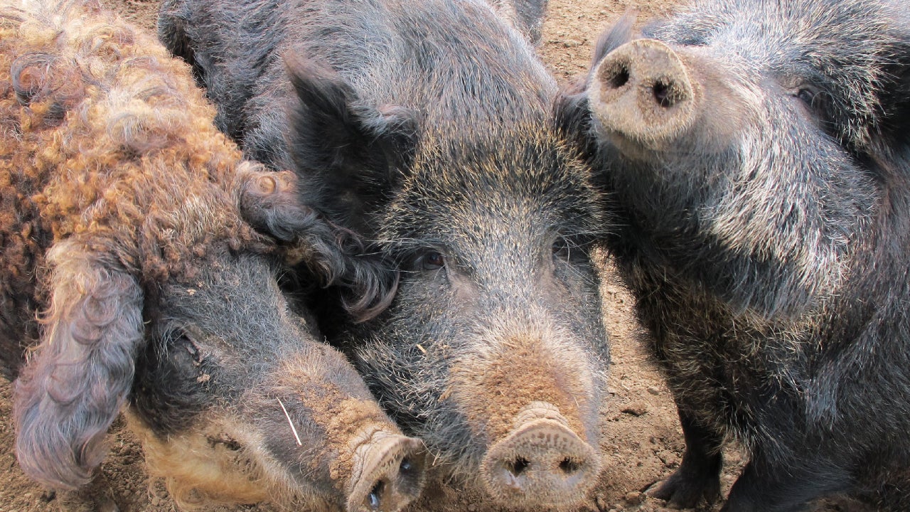 Amid Controversy, Texas Approves Killing Feral Hogs With Poison | The Weather Channel