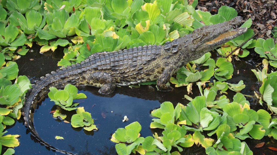 Invasive Nile Crocodiles Have Been Found in Florida, Study Says | The ...