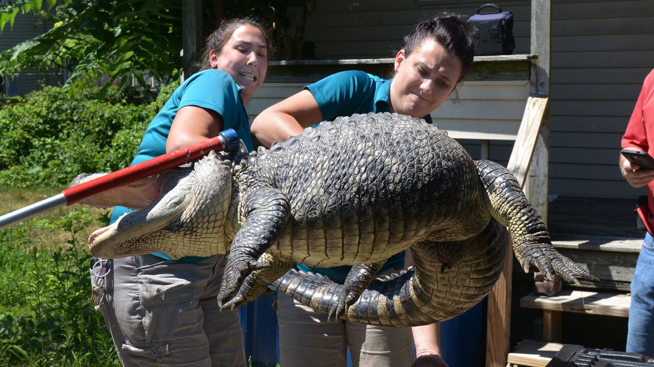 Massive 6-Foot Long Gator Removed From Backyard in Massachusetts | The ...