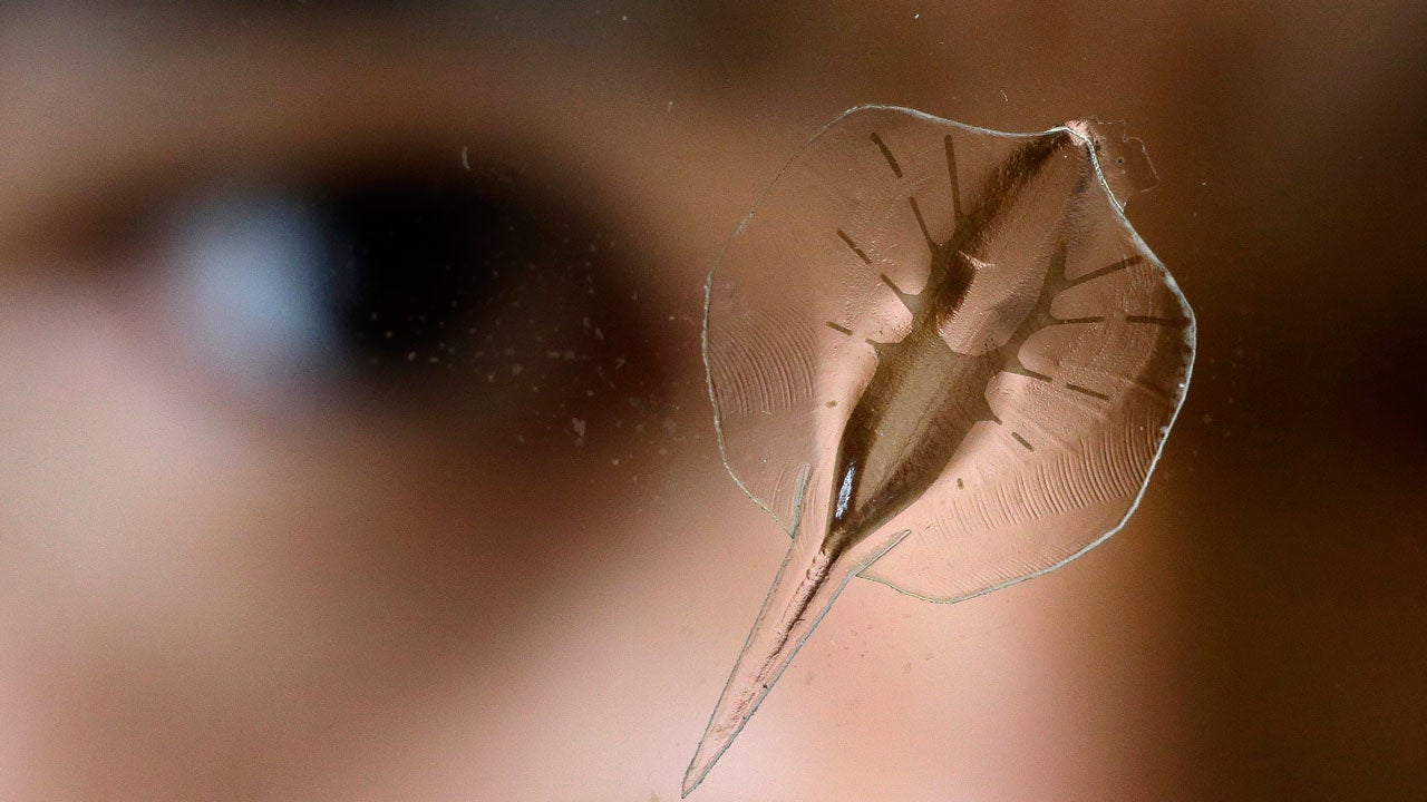 Cyborg Stingray Made Out of a Rat's Heart Breaks New Ground | The ...