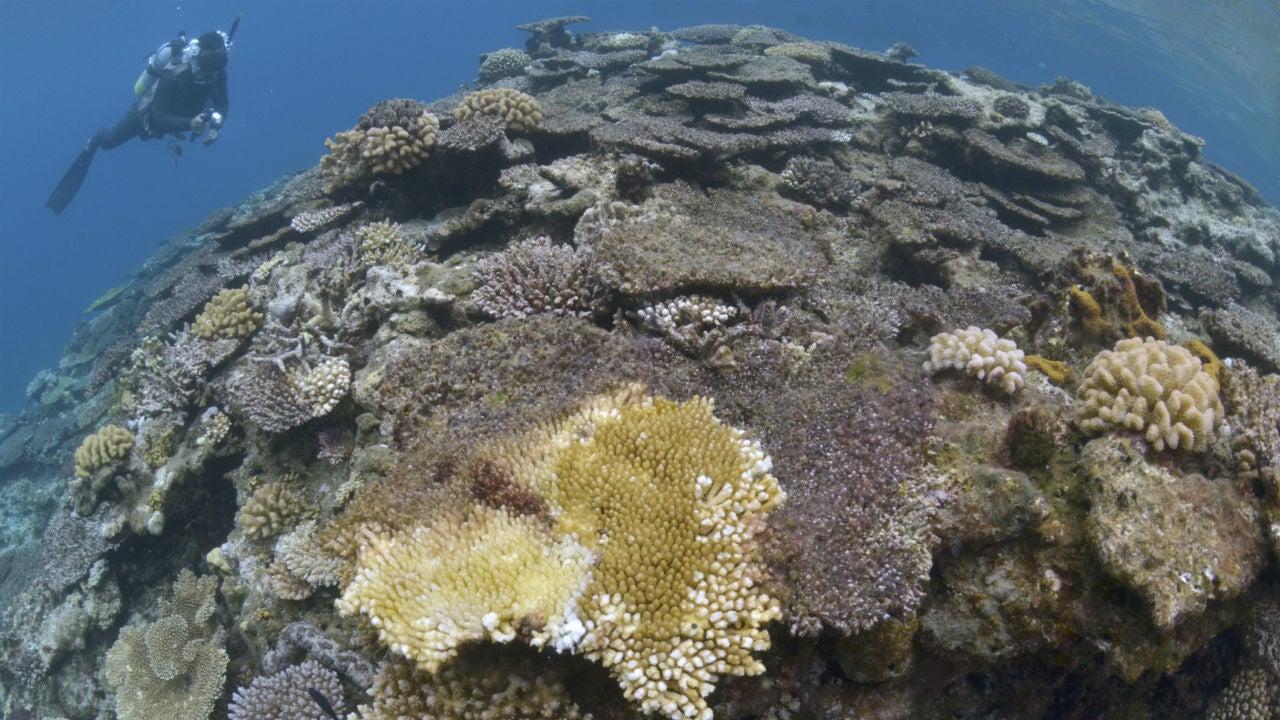 Great Barrier Reef Not 'In Danger' Despite Evidence of Massive Coral ...