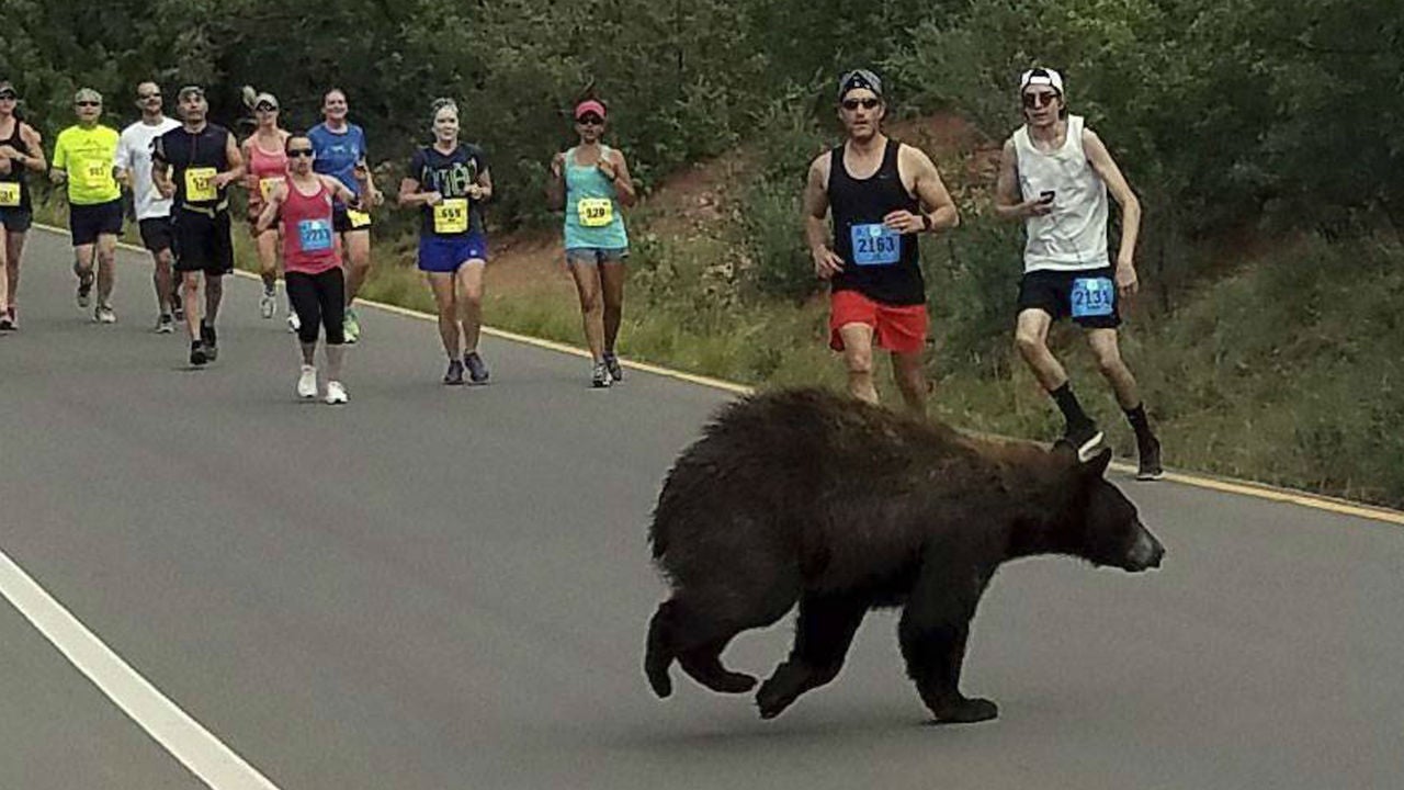Bear Crashes Colorado Road Race, Frightens Runners | The Weather Channel