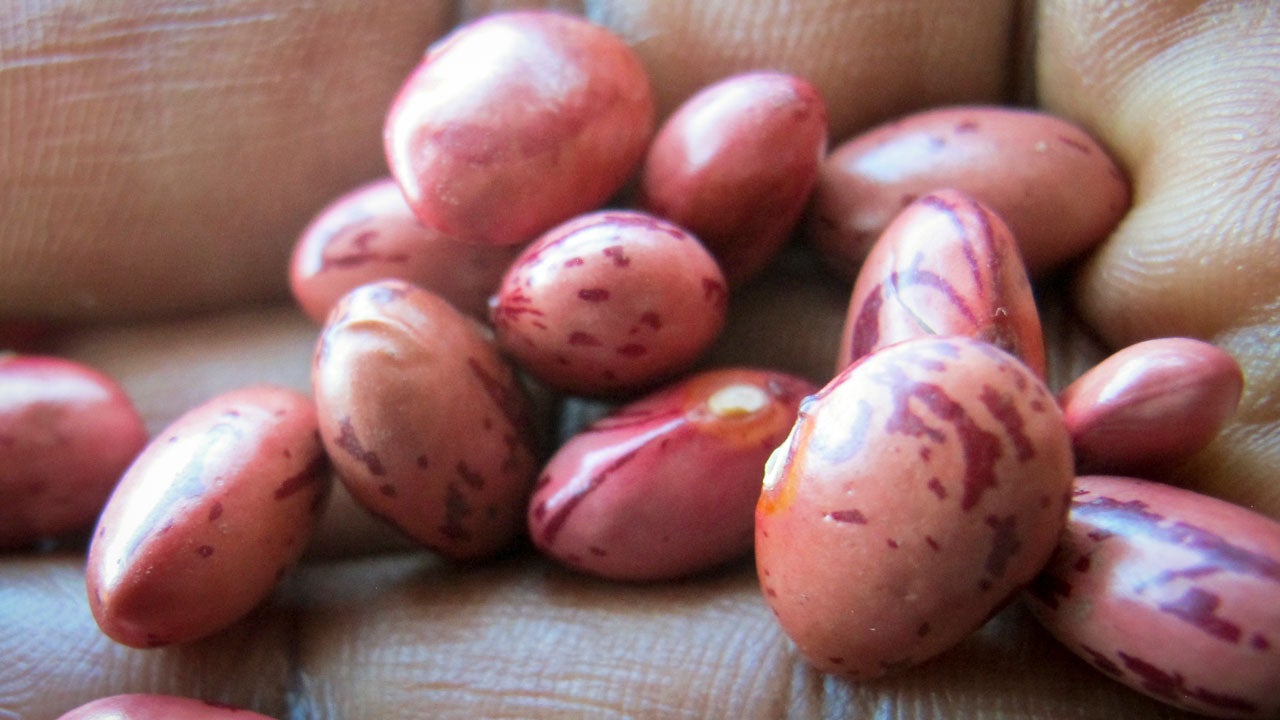 'Super Beans' May Help Feed Drought- and Famine-Stricken Parts of ...