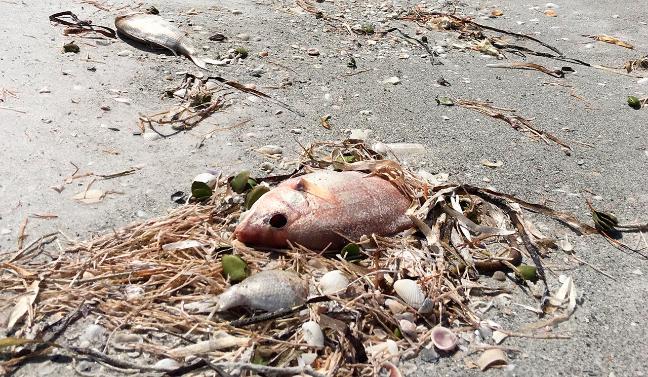 Florida's Beaches Get Double Whammy: Red Tide in Pinellas, Feces in ...