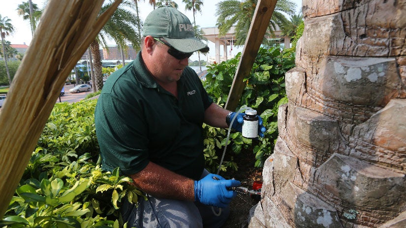 Tampa Bay Area Palm Trees Infected By TPPD Disease — and There's No ...