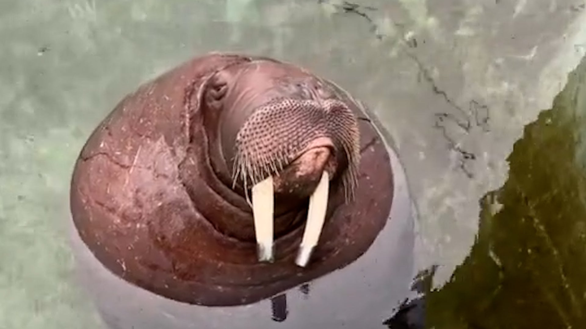 Walrus Sings, Passes Gas To Woo The Ladies - Videos from The Weather ...