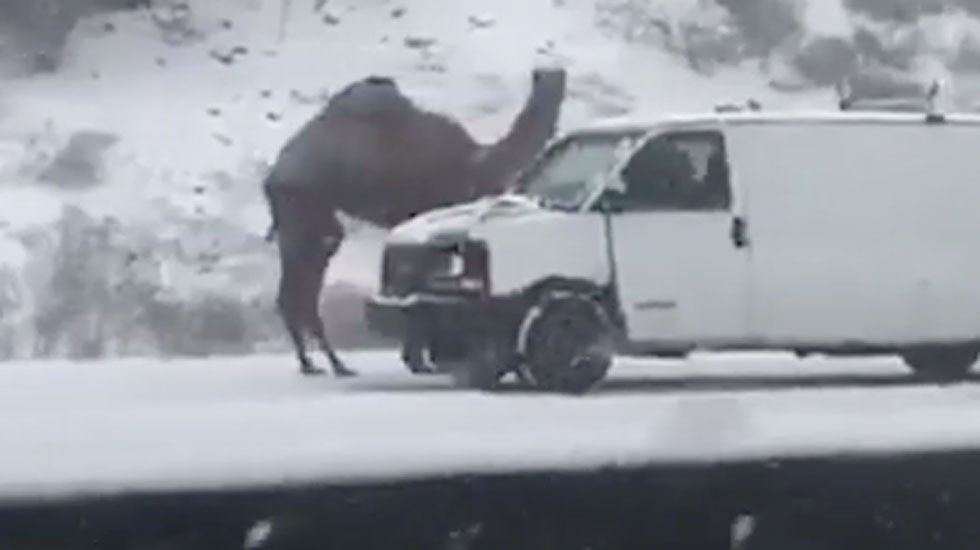 Winter Storm Avery Leaves Camel Stranded on Pennsylvania Road | The ...