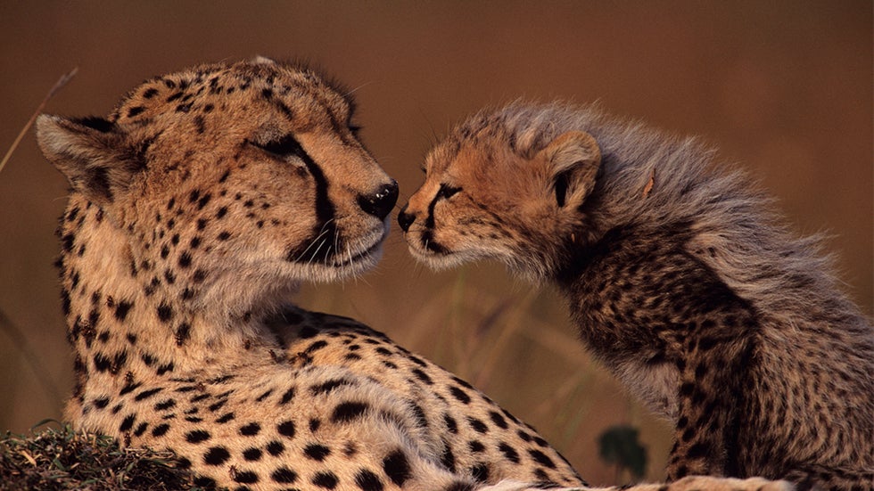 The Best and Worst Moms In the Animal Kingdom | The Weather Channel