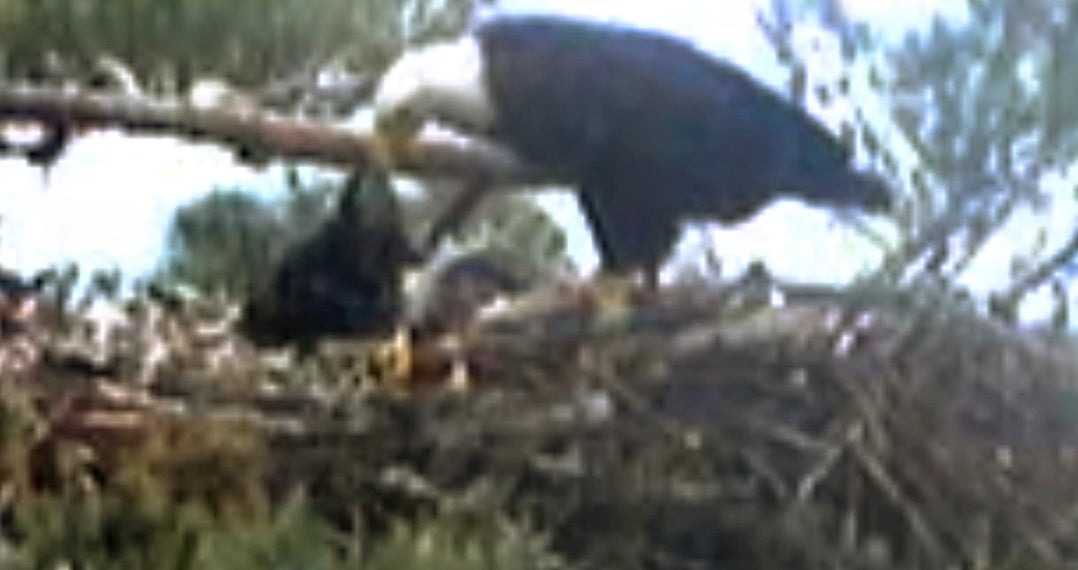 Webcam Shows Baby Eagle Death, Upsetting Viewers | The Weather Channel