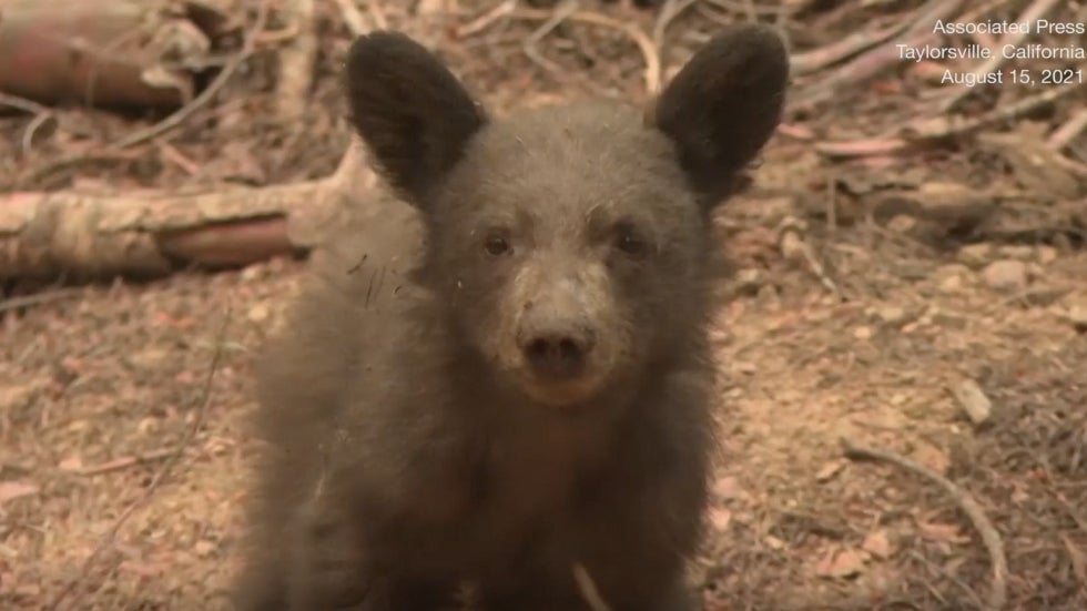 Heartbreaking Story Behind Emaciated Bear Cub - Videos from The Weather ...