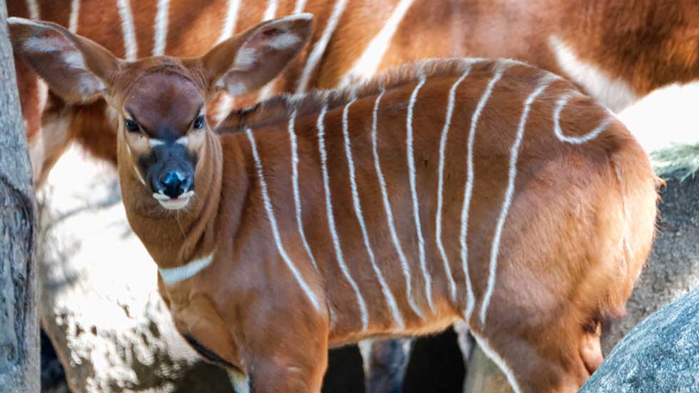 Rare Bongo Antelope Born at Los Angeles Zoo | The Weather Channel