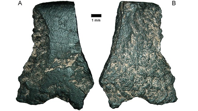 Australian Researchers Say They've Discovered the World's Oldest ...