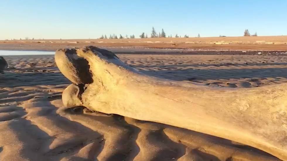 Stunning Prehistoric Discovery Unearthed On Alaska Beach - Videos from ...