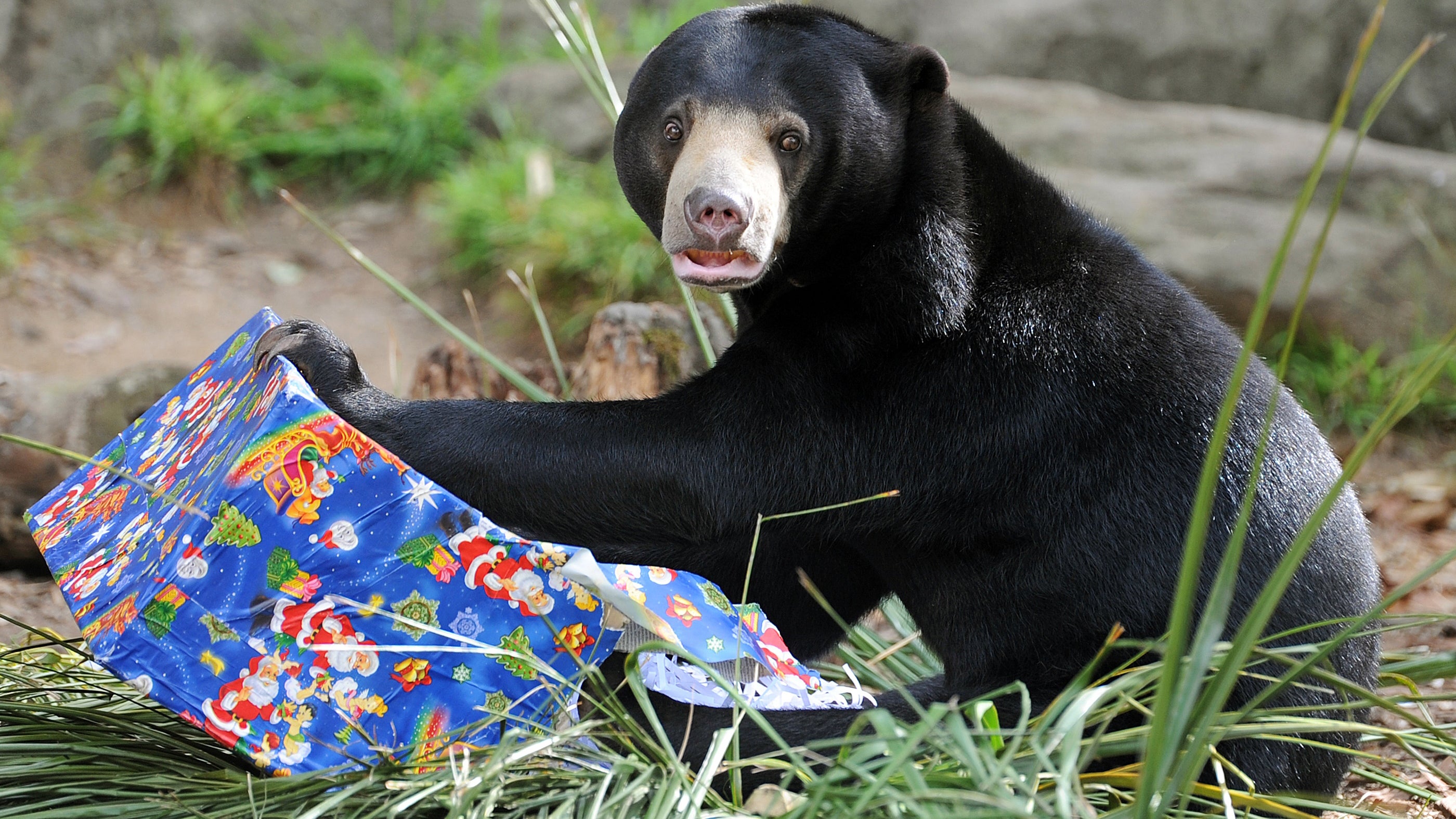 Hunters Keep Tradition Alive with Annual Bear Cookout | Weather.com
