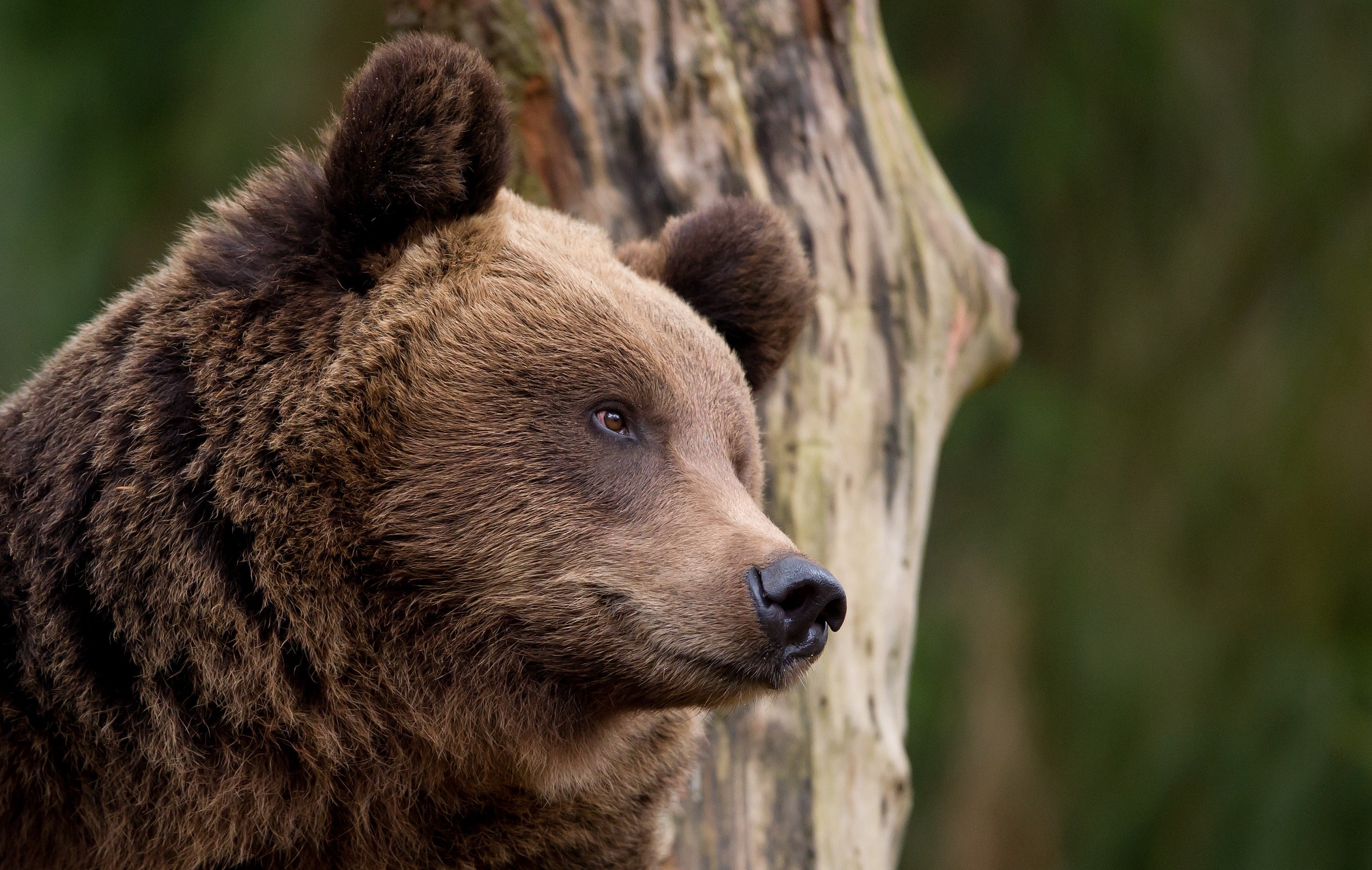 Spring Brings Hungry Bears | Weather.com