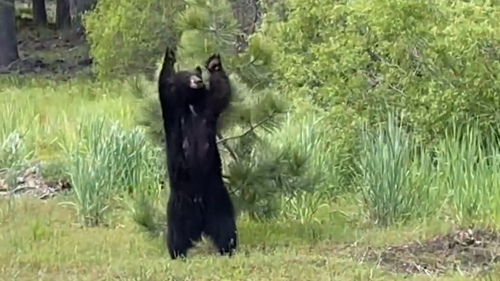 Bear Scratch Feels Soooo Good - Videos from The Weather Channel