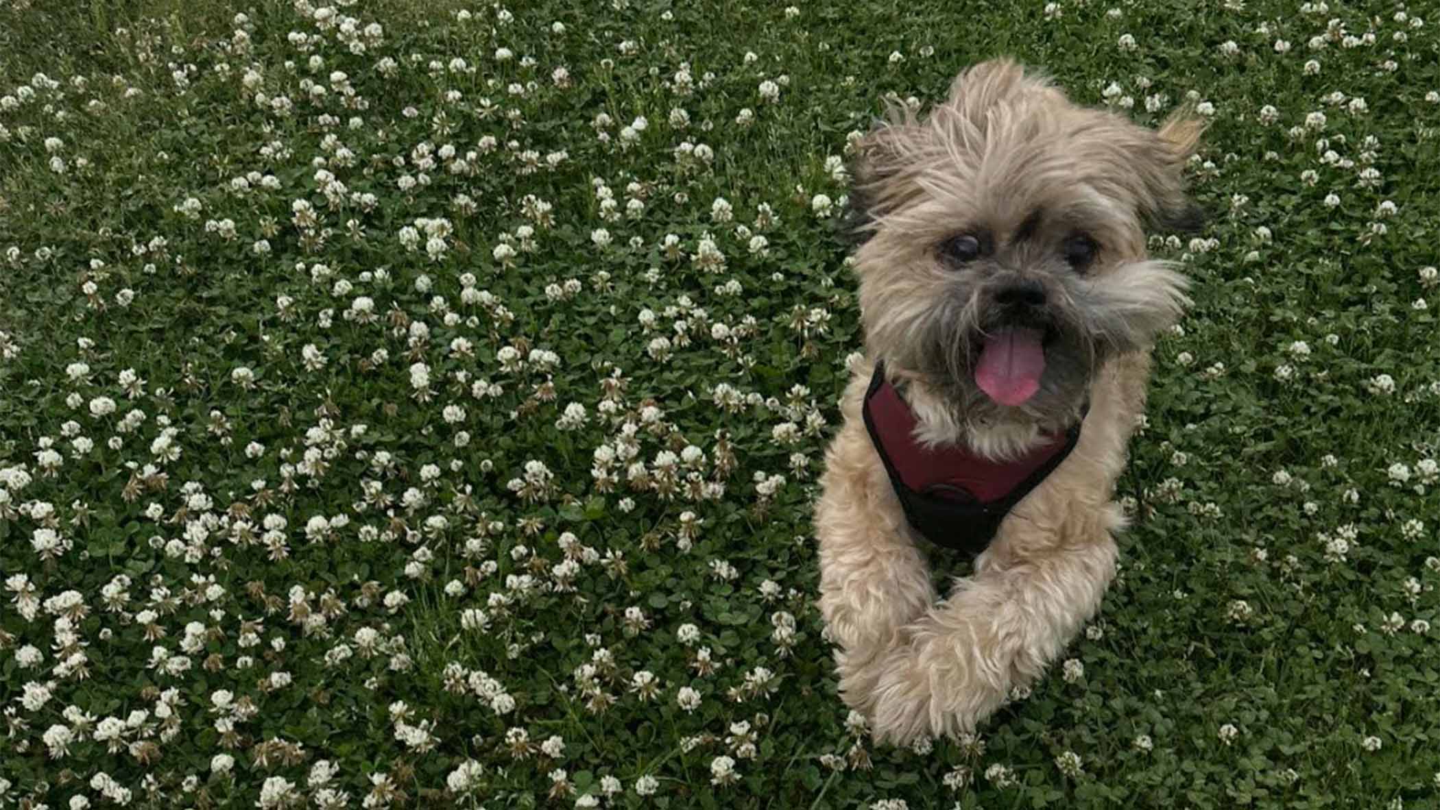 Weather Buddies: Meet 'Bear' | Weather.com