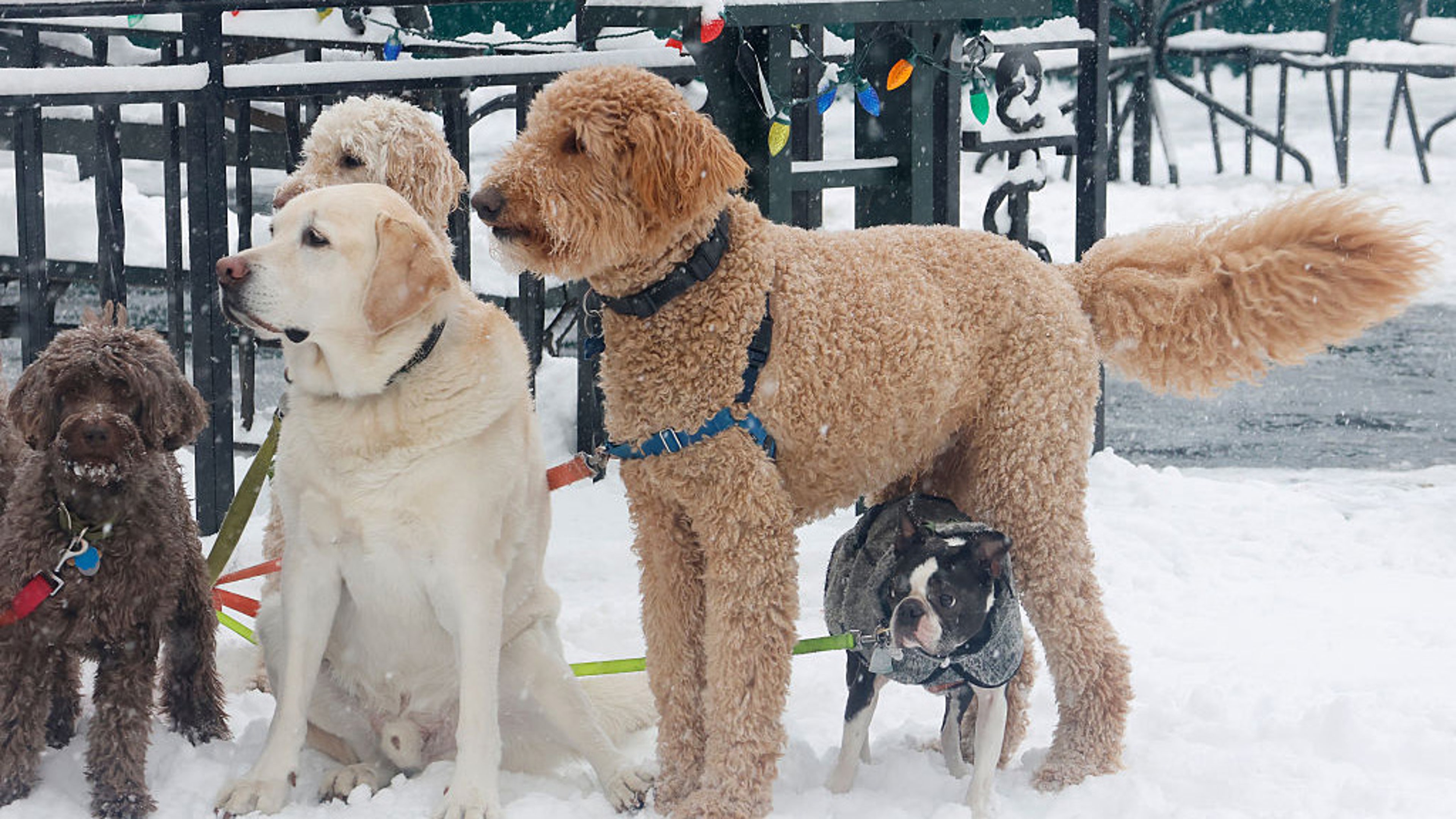 Dogs Cavort In Central Park After Biggest Snowfall In Almost 4 Years ...