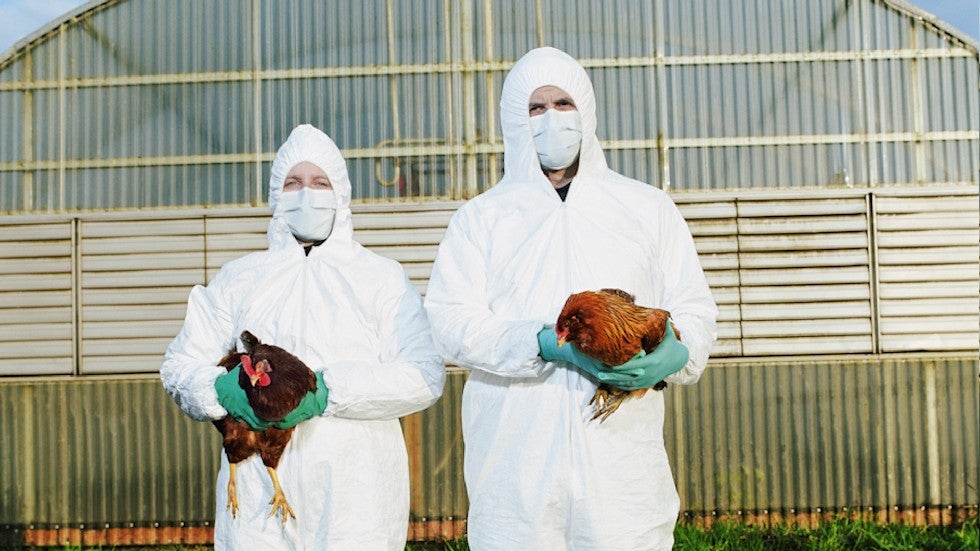 Growing Fear Of Bird Flu Spreading To Humans - Videos from The Weather ...
