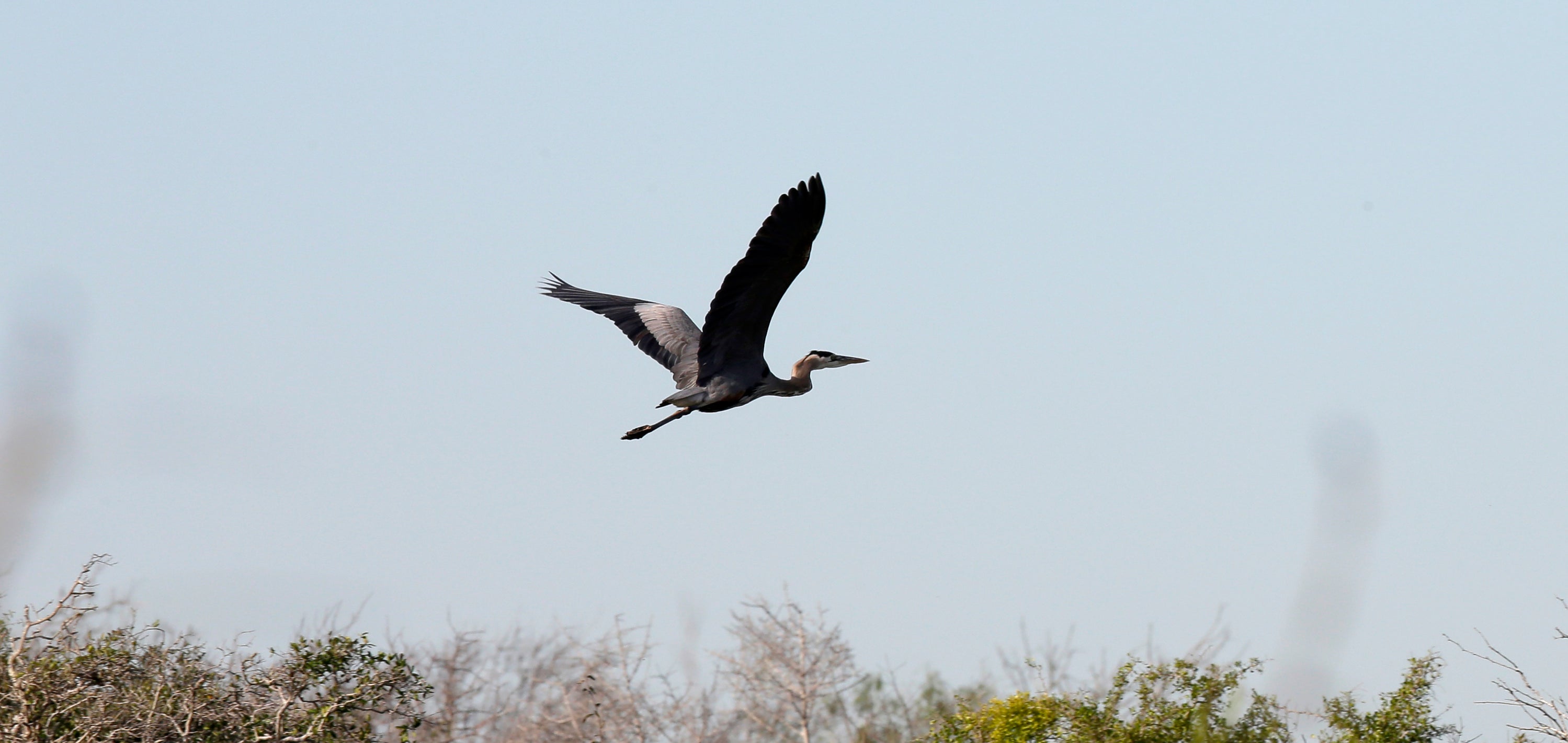 Bird Count Gives Scientists Climate Clues | Weather.com