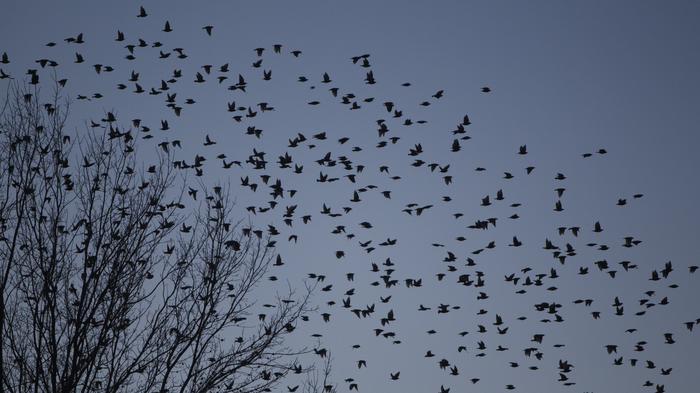 Millions of Birds Terrorize Kentucky City | Weather.com