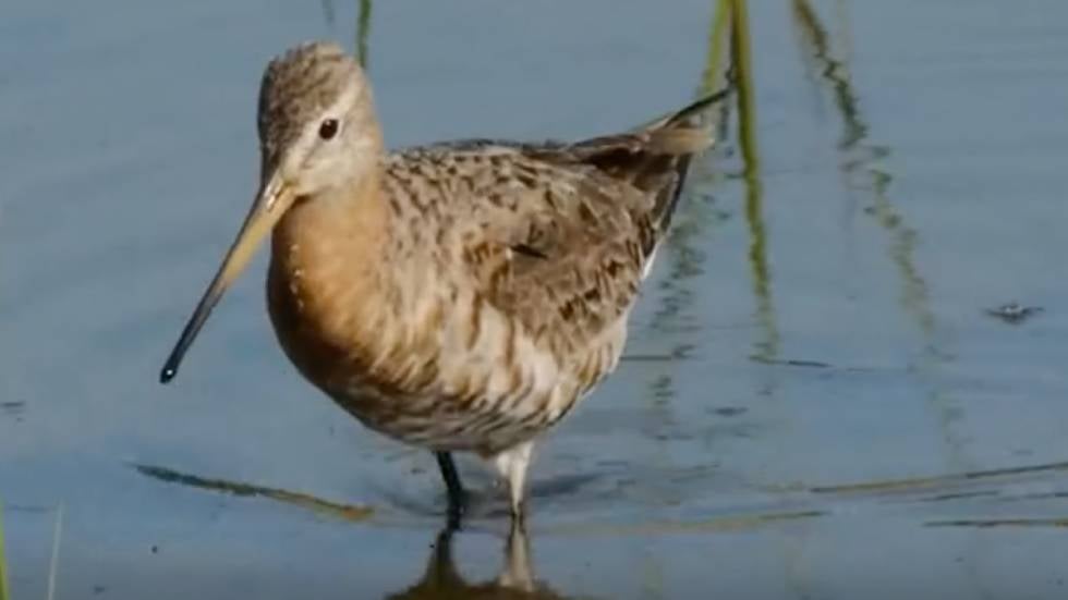 Bird's Nonstop Flight Of More Than 8,400 Miles In 11 Days - Videos from ...