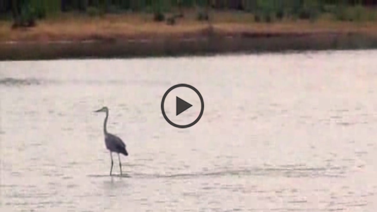 Watch This Bird 'Walk' on Water | The Weather Channel