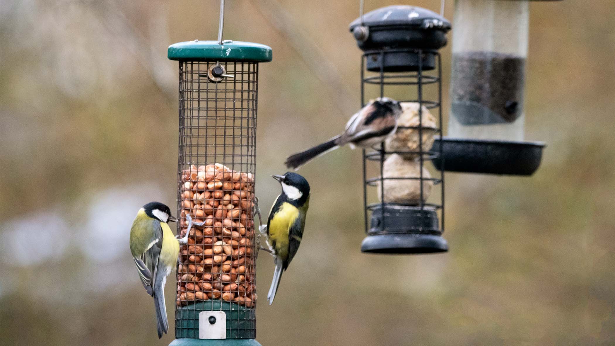Why Winter Is The Perfect Season To Start Birdwatching | Weather.com