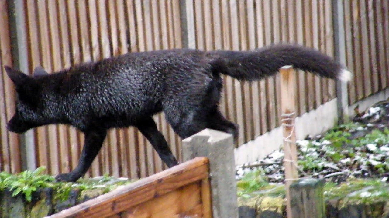 Rare Silver Fox Spotted in London (PHOTOS) | The Weather Channel