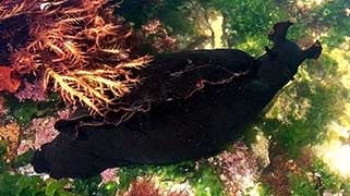 black-sea-hare.jpg