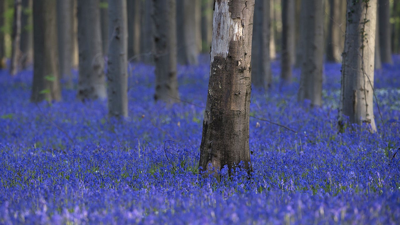 9 Strange Forests of the World (PHOTOS) | The Weather Channel