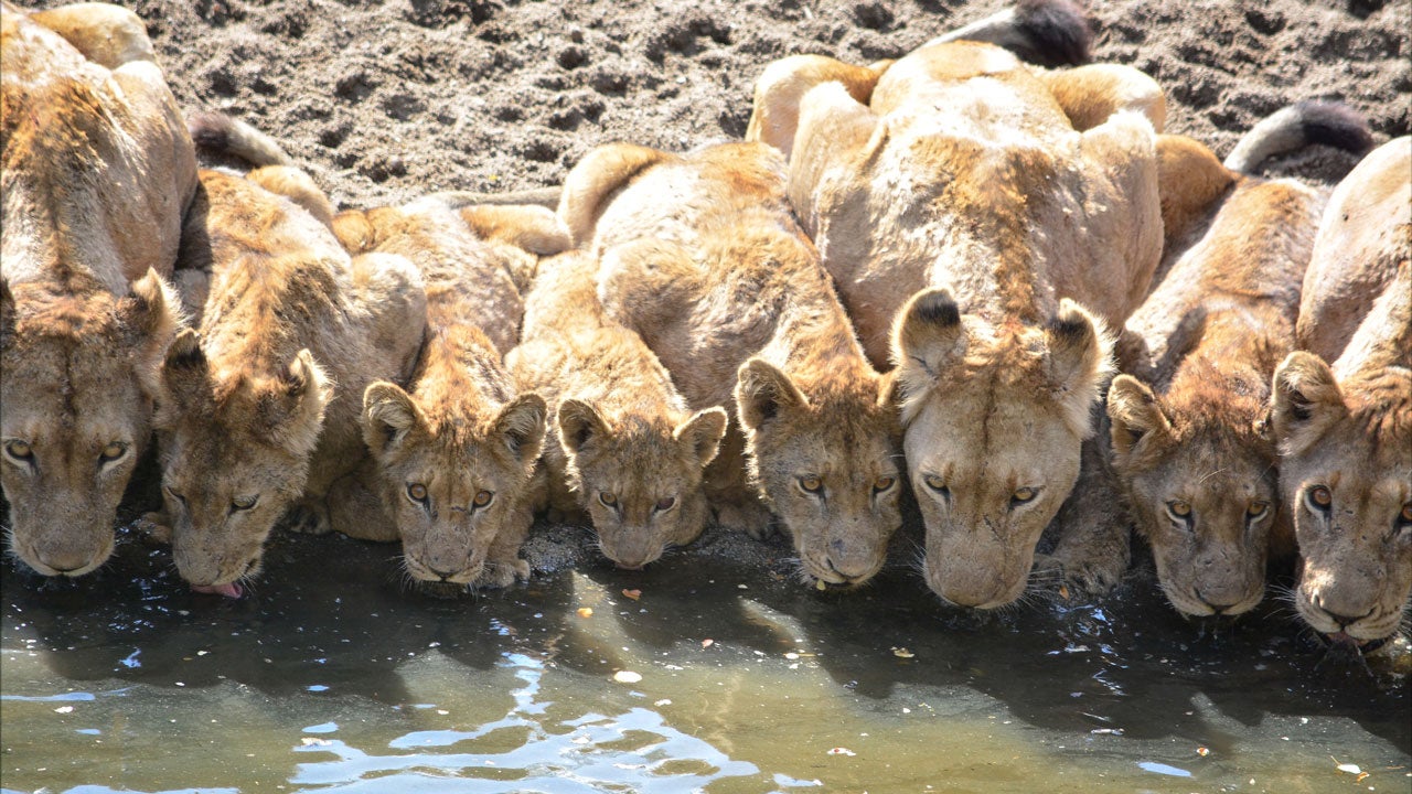 Lions Ignore Prey to Lap Up Water During Drought in South Africa ...
