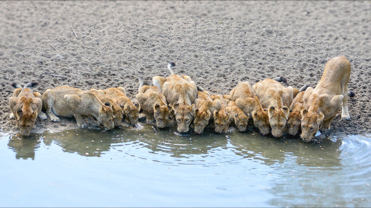 Wildlife Dying From Drought in Ugandan National Park | The Weather Channel