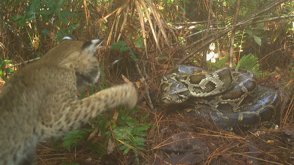 Bobcats Might Save Florida from Pythons - Videos from The Weather Channel
