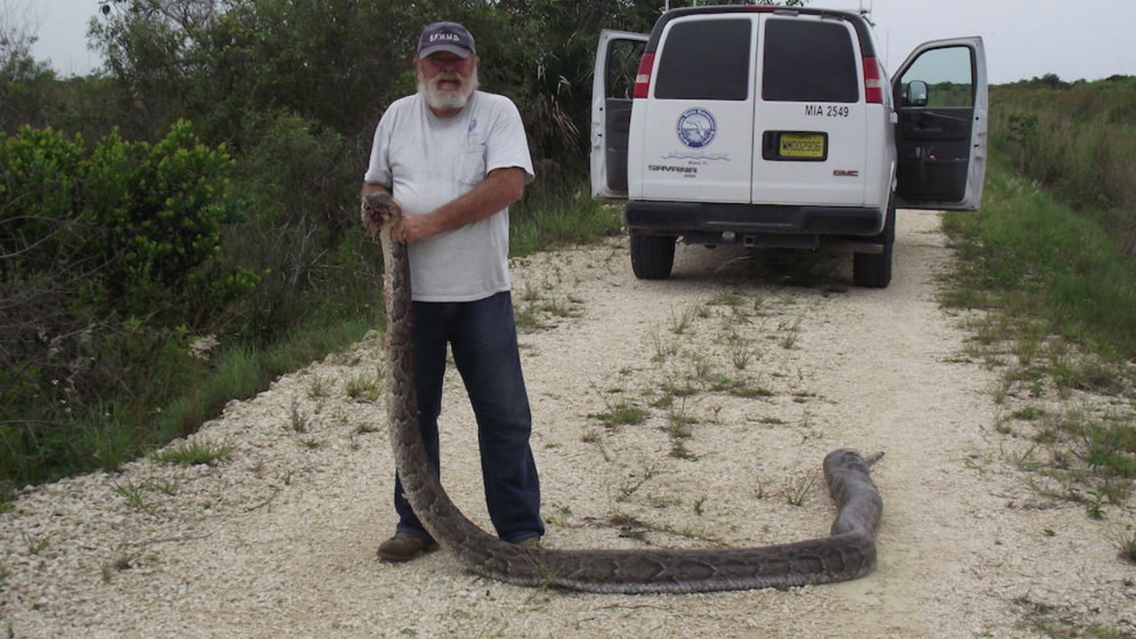 Python Sets Record in Florida by Consuming 3 Deer Before Being Captured ...