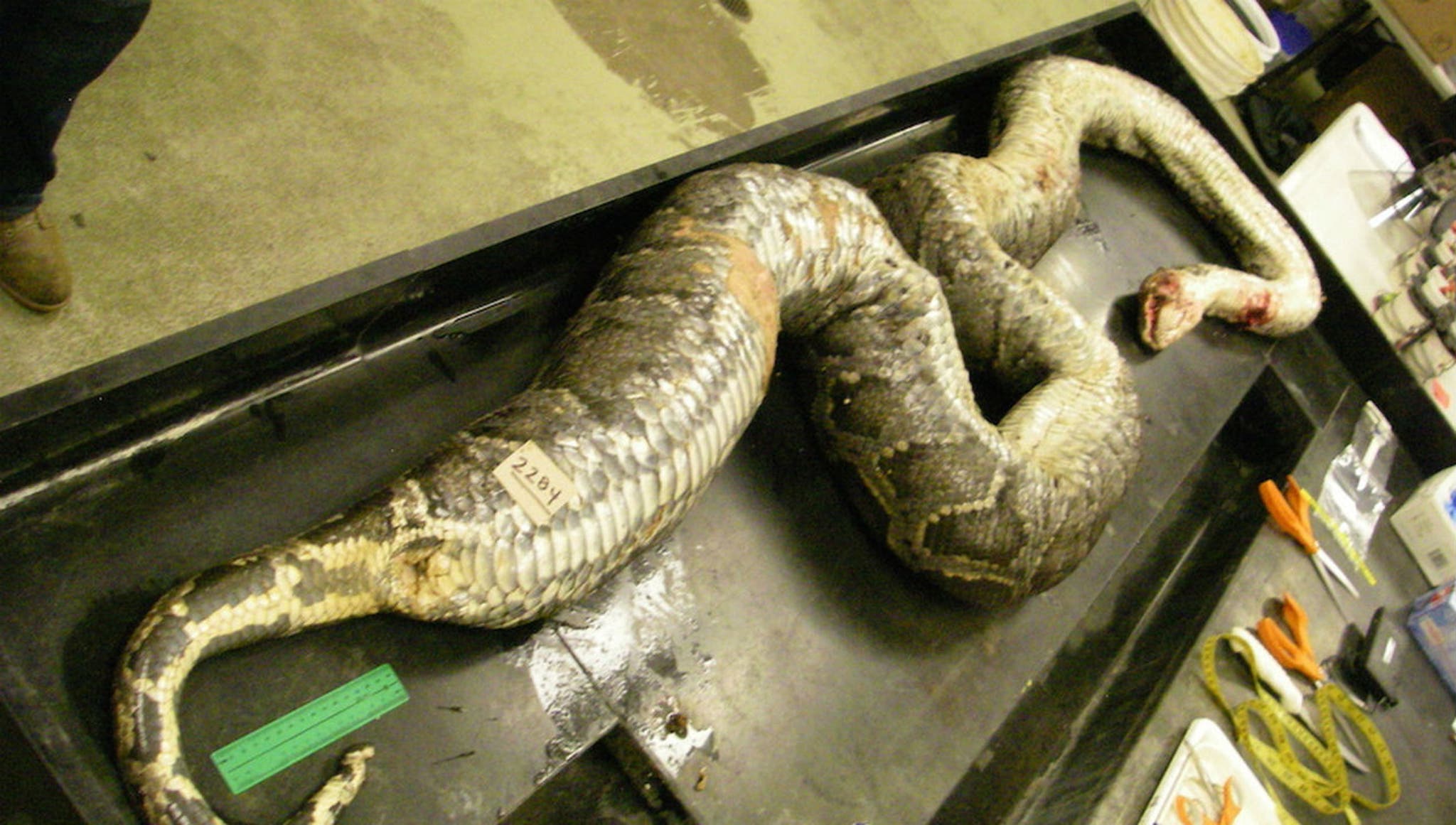 Python Sets Record in Florida by Consuming 3 Deer Before Being Captured ...