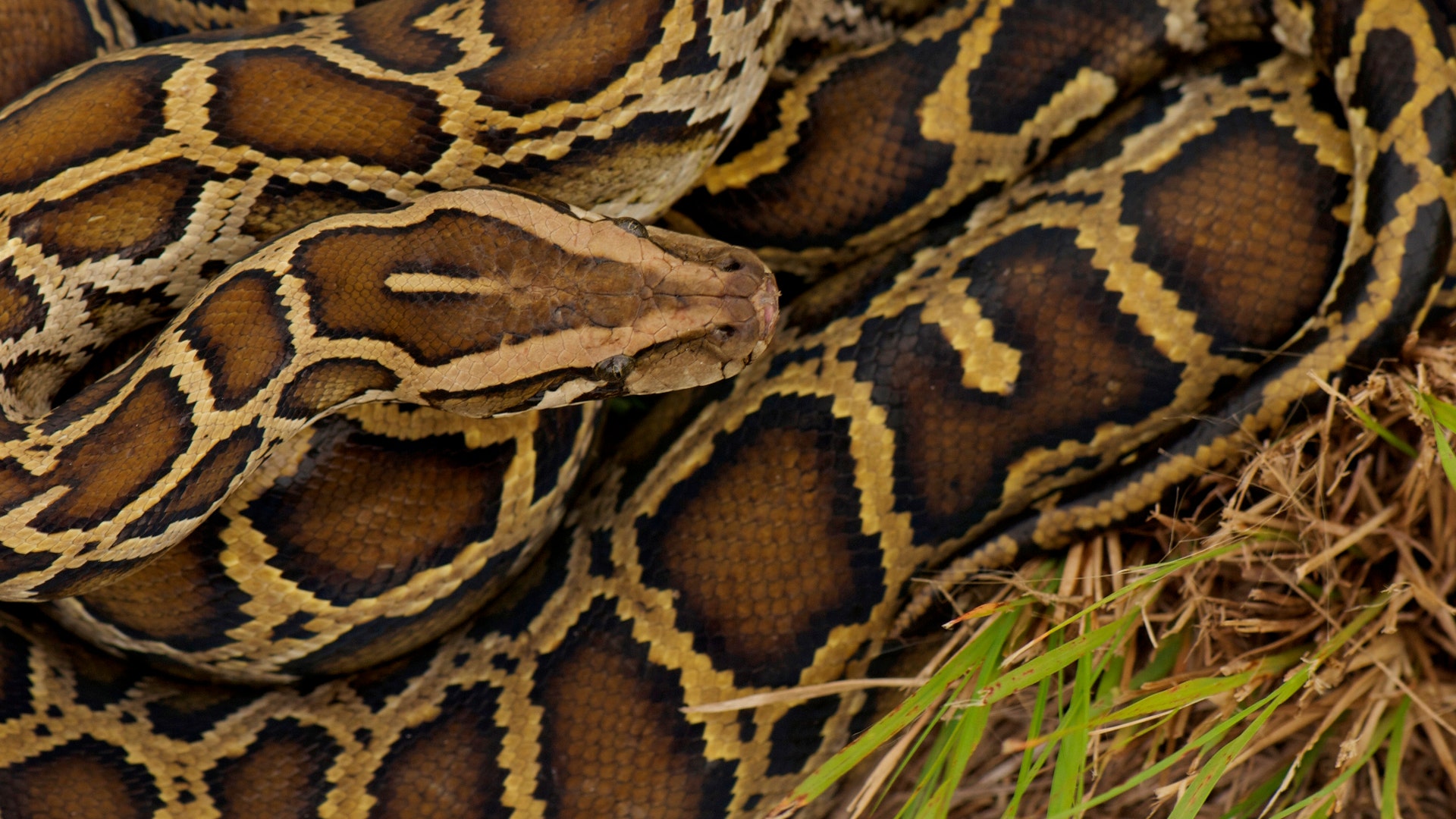 Hybrid Python Could Pose Bigger Threat to Florida Everglades | The ...