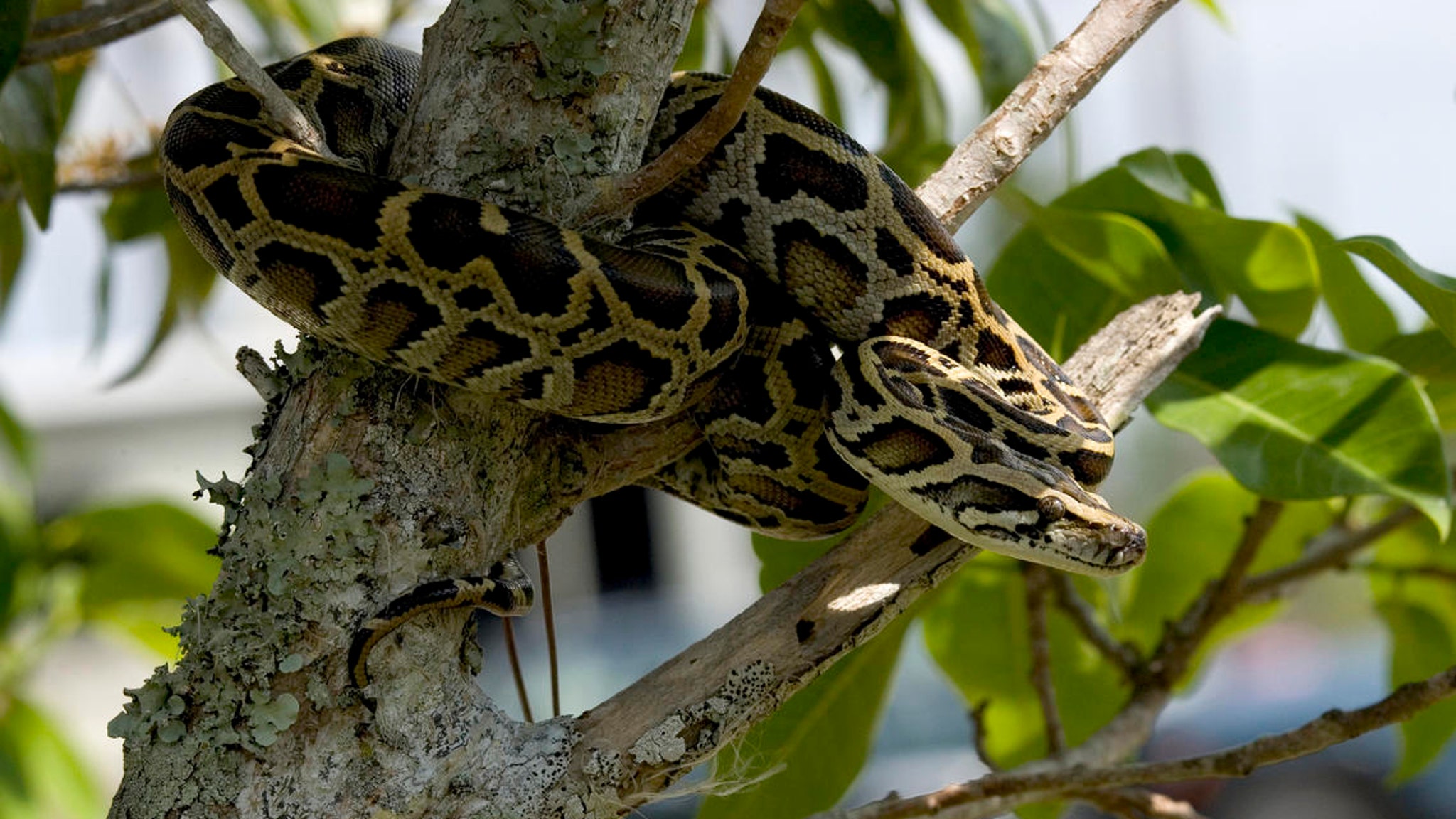 Hybrid Python Could Pose Bigger Threat to Florida Everglades | The ...
