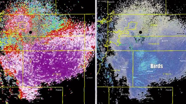 70-Mile-Wide Butterfly Migration Detected on Radar in Colorado ...