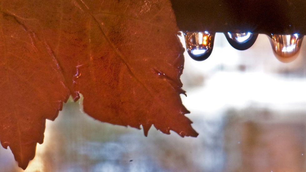 Beautiful Raindrops Up Close (PHOTOS) | Weather.com