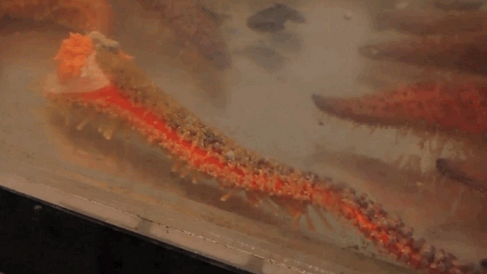 Sea Star Wasting Syndrome Causes Thousands of Mysterious, Grisly ...