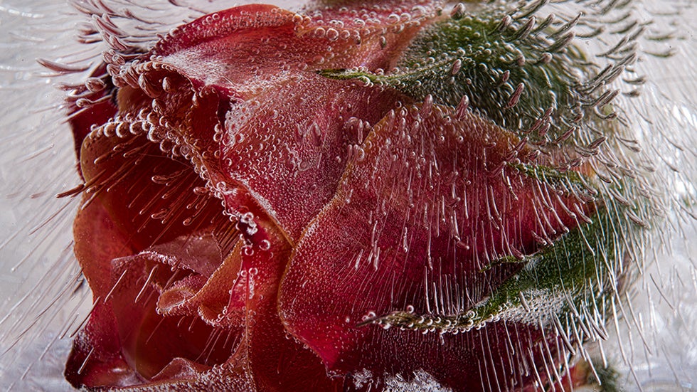 A Close-Up Look At Frozen Flowers (PHOTOS) | The Weather Channel
