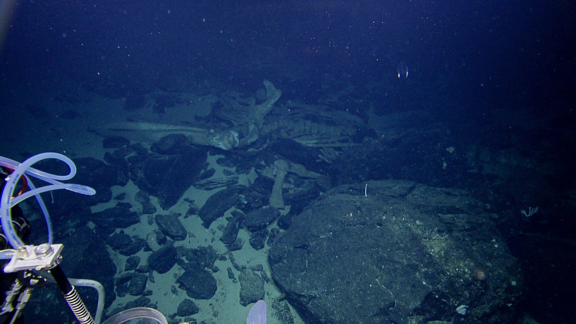 Nautilus Crew Discovers Rare Whale Bones (PHOTOS) | The Weather Channel